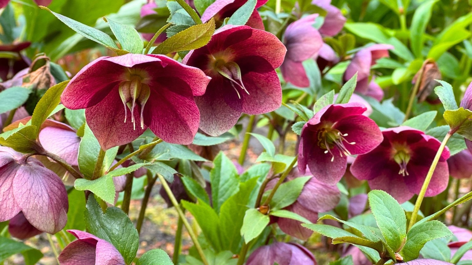 23 Plants to Grow Under Pine Trees