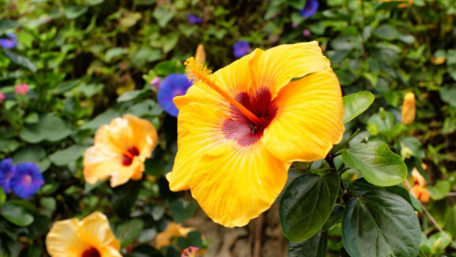 How to Plant, Grow, and Care for Hawaiian Hibiscus