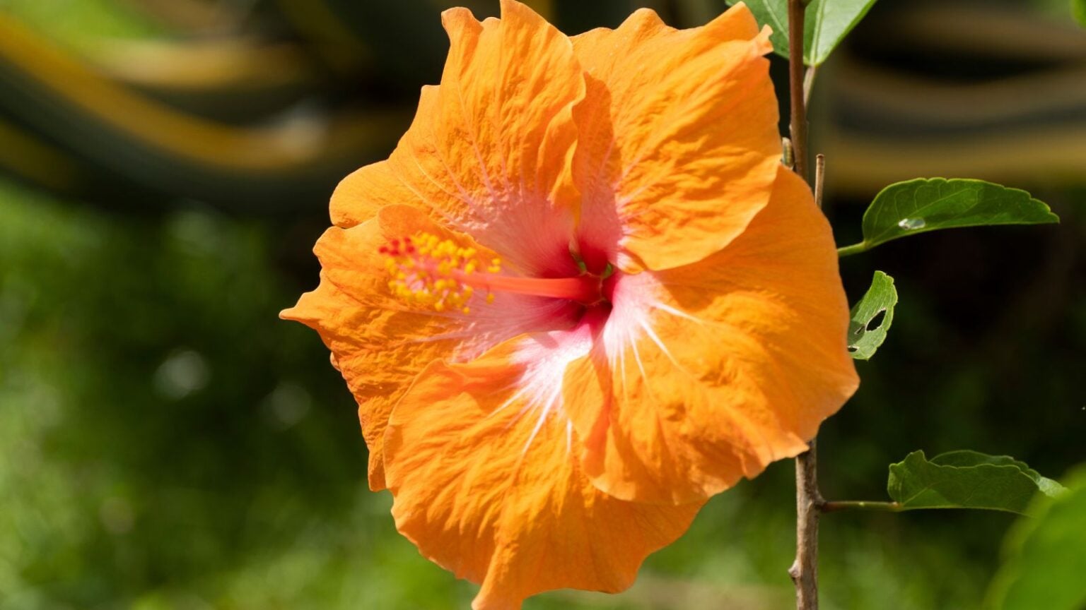 57 Orange Flowers With Names and Pictures