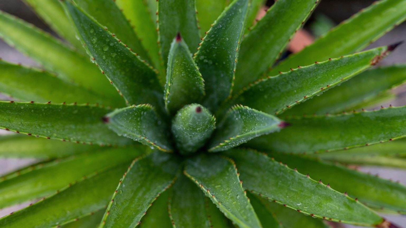 How to Propagate Agave From Leaf Cuttings