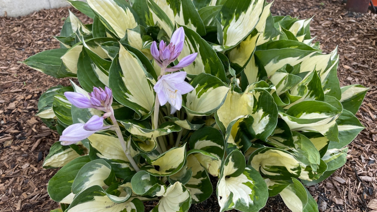19 Shade Perennials For Zone 7 Shade Gardens