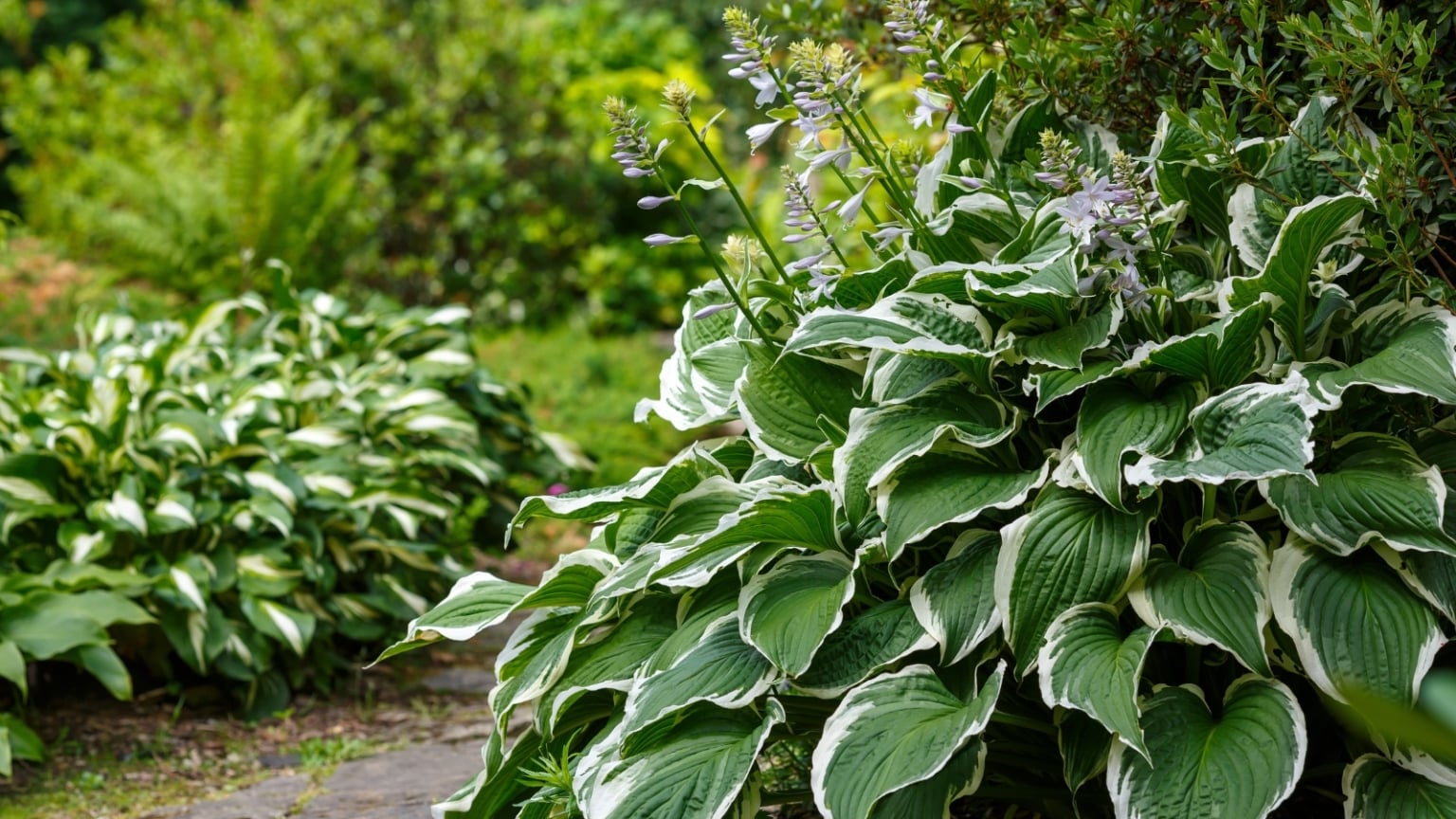 21 Outdoor Plants With Variegated Leaves