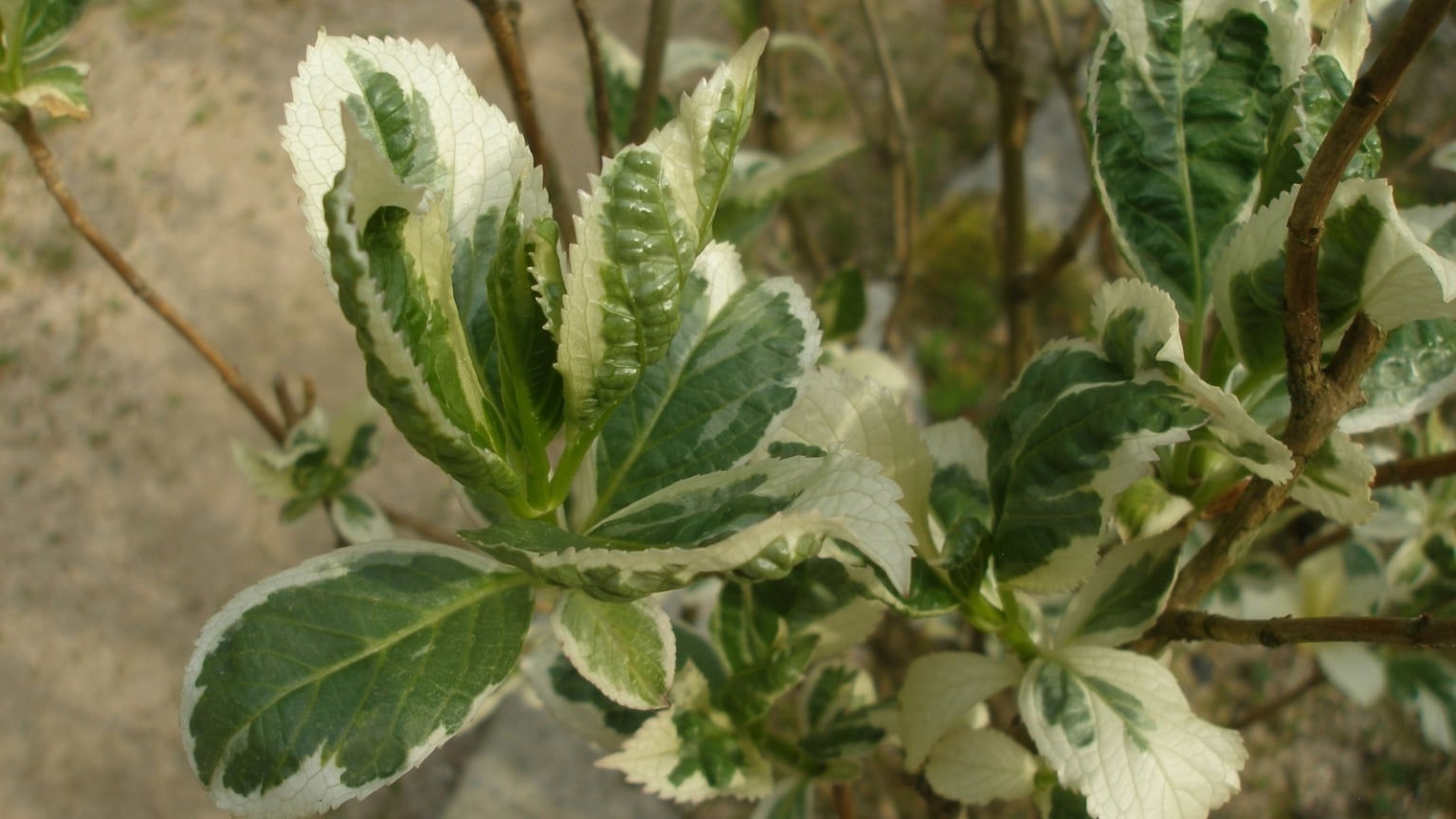 21 Outdoor Plants With Variegated Leaves