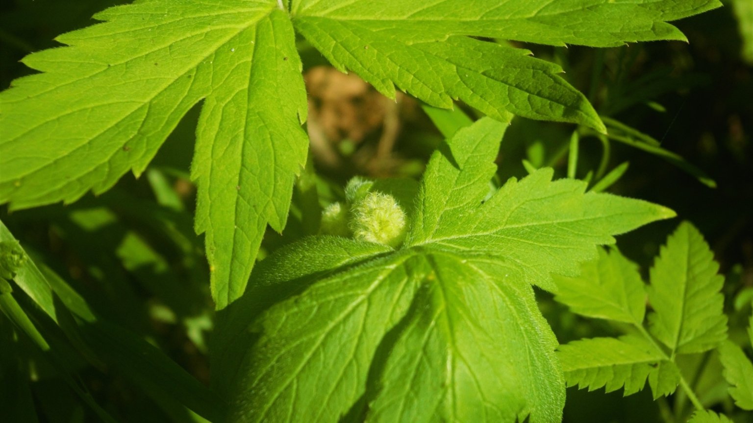 21 Wildflowers Native to Washington State