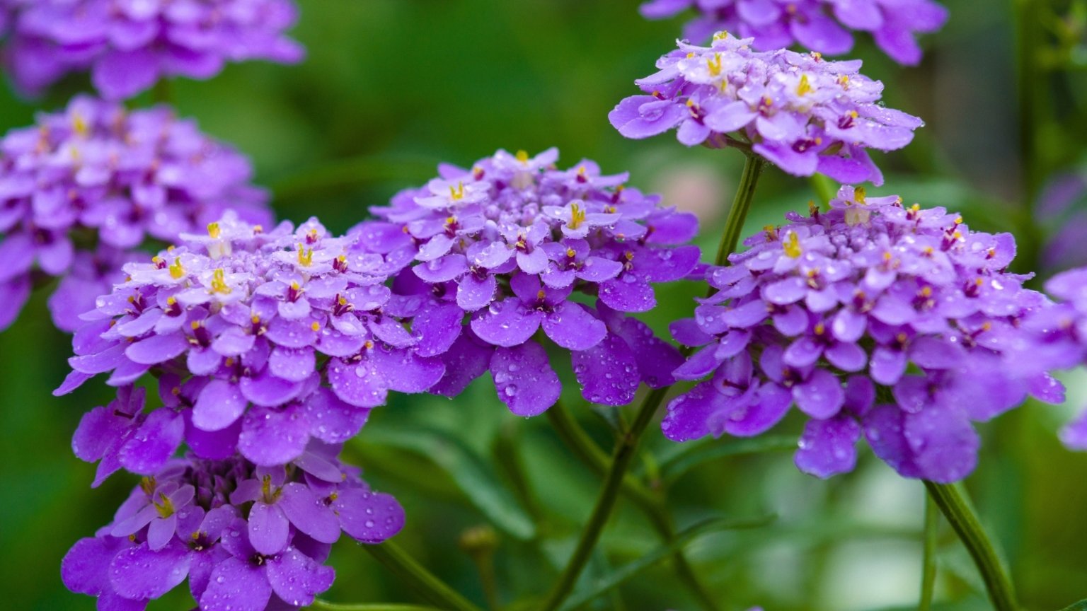 21 Best Short Perennials for the Front of the Border