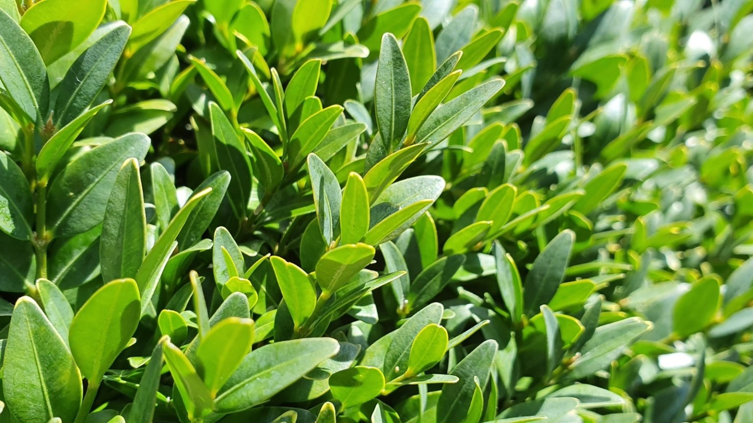 19 Dwarf Evergreen Trees for Your Landscape