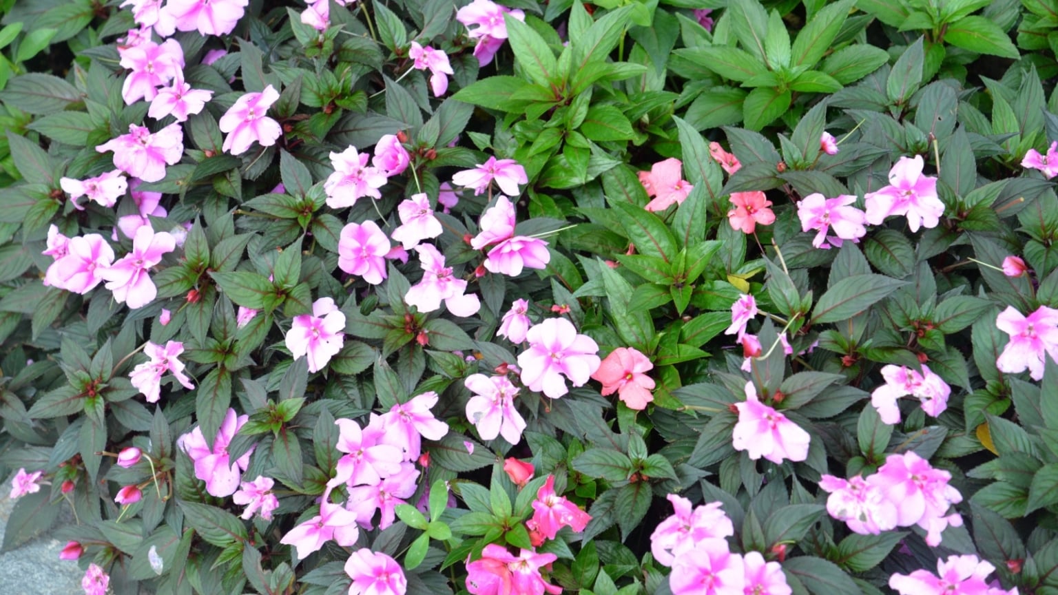 15 Low-Maintenance Plants for Shade Gardens