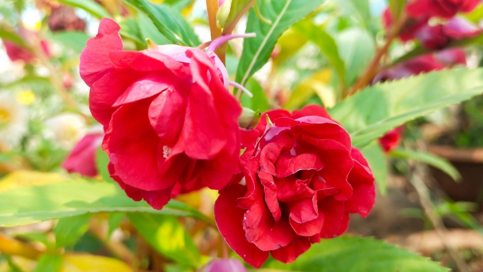 29 Beautiful Heirloom Flowers For Your Garden