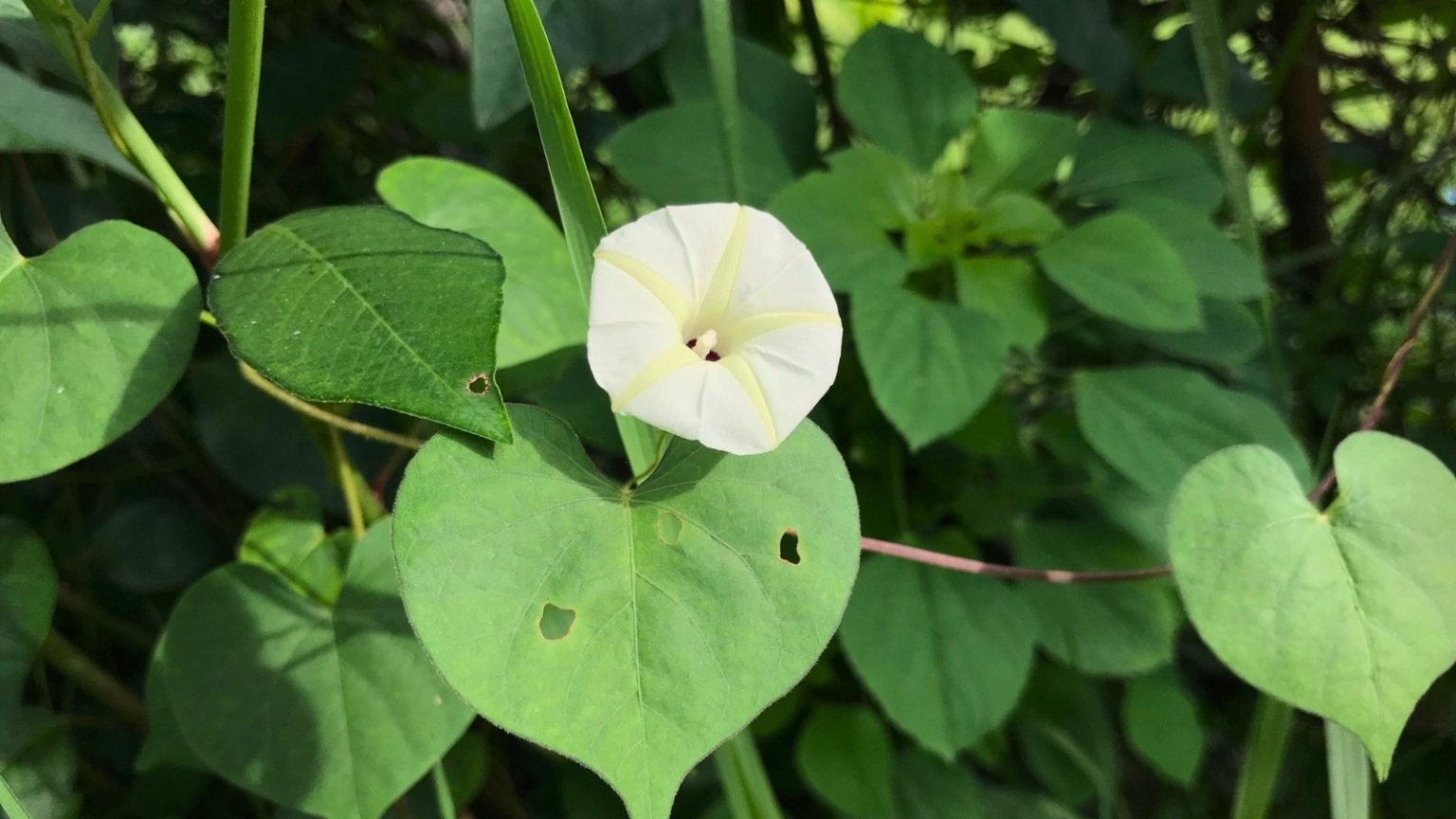How to Plant, Grow, and Care for Moon Flower