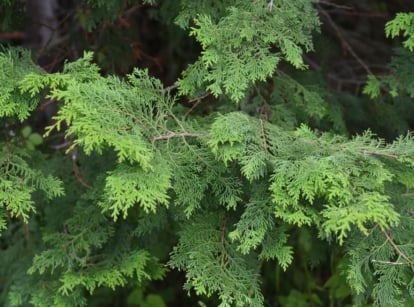 11 Native Juniper Varieties for Year-Round Beauty