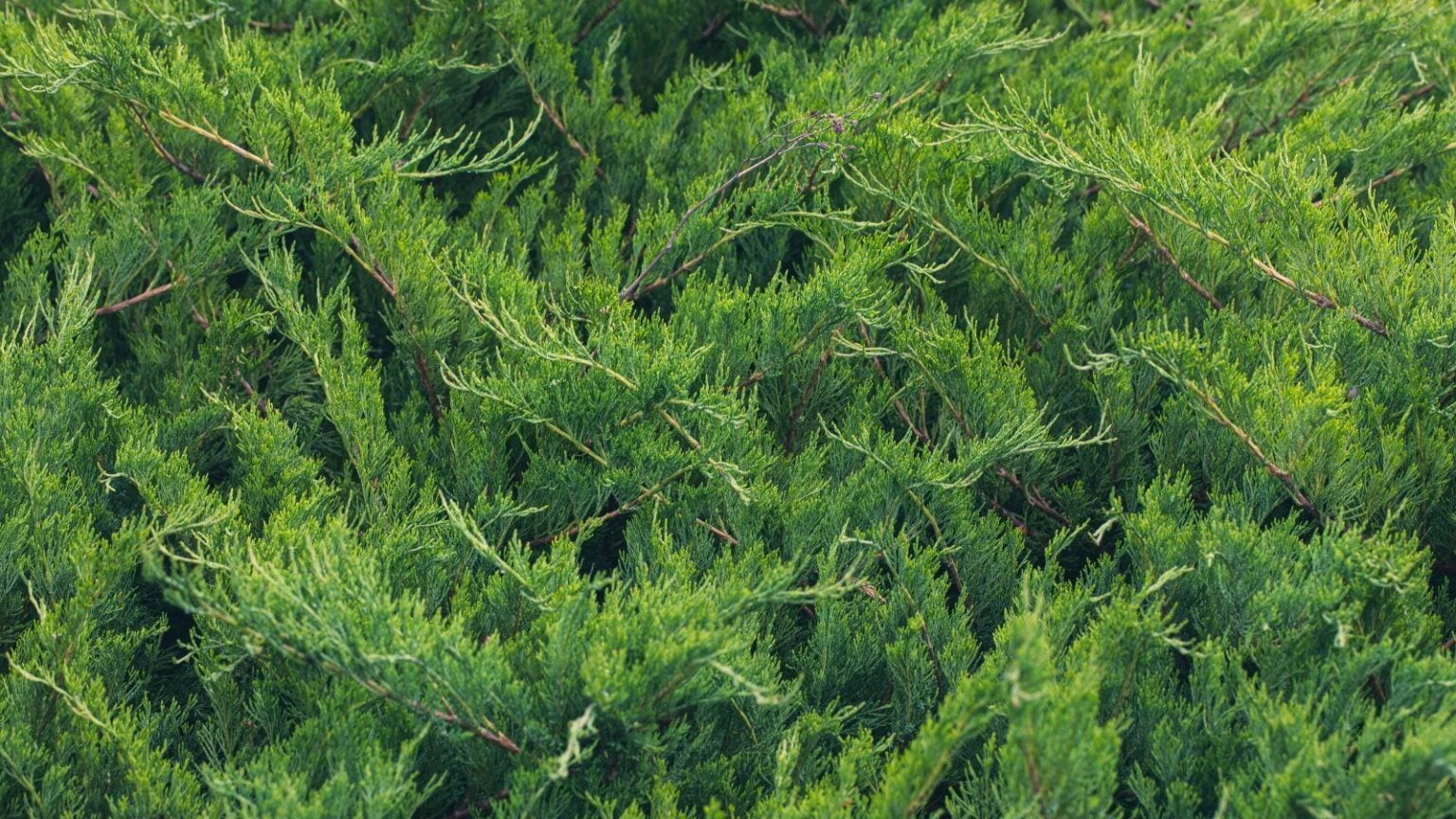 25 Evergreen Ground Cover Plants You'll Love