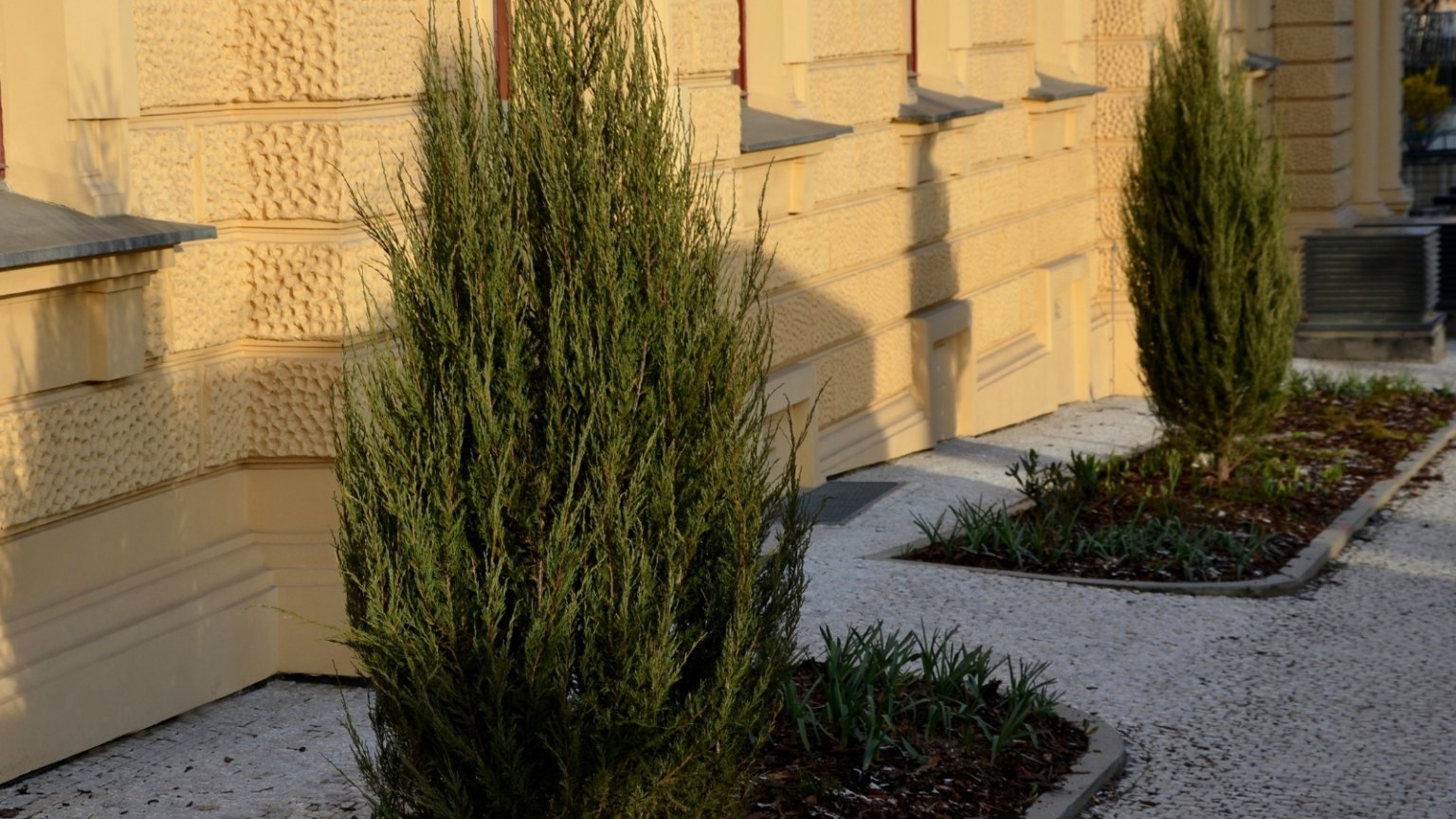 19 Dwarf Evergreen Trees for Your Landscape