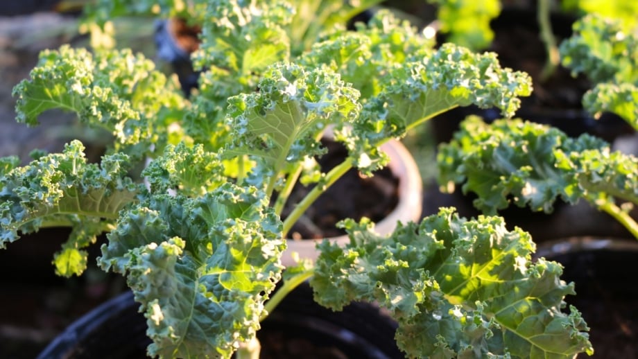 17 Crops to Plant In Your Greenstalk Planter This Labor Day