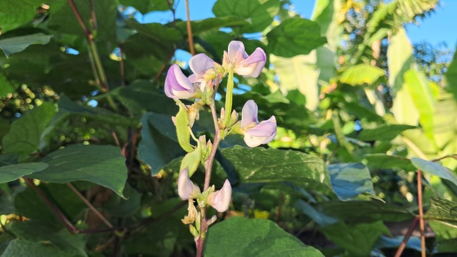 How to Plant, Grow, and Care For ‘Ruby Moon’ Hyacinth Beans