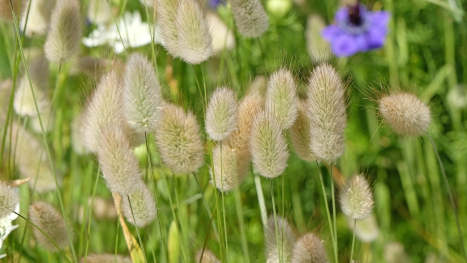 27 Best Heirloom Plants You Can Grow From Seed