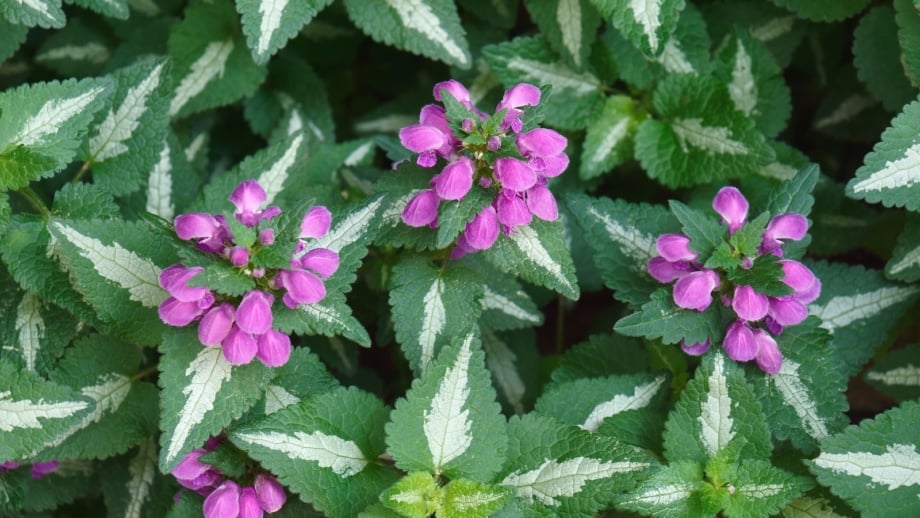 21 Outdoor Plants With Variegated Leaves
