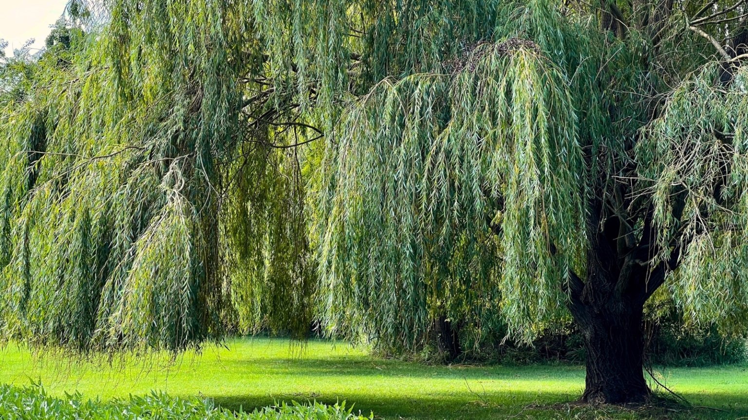 How to Plant, Grow, and Care For Weeping Willow Trees