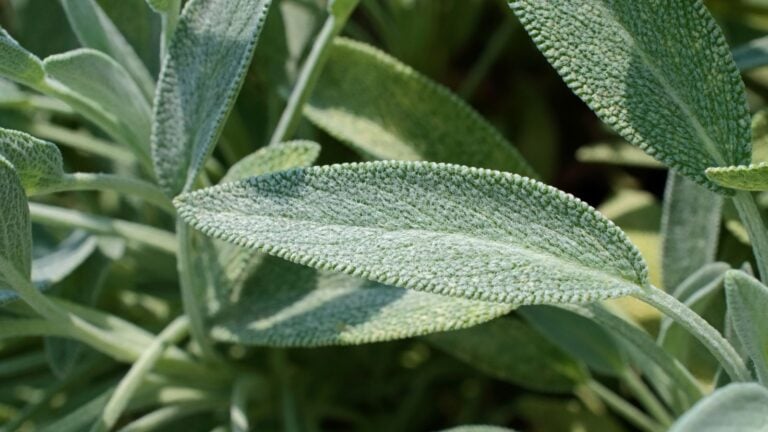 How to Plant, Grow, and Care for White Sage