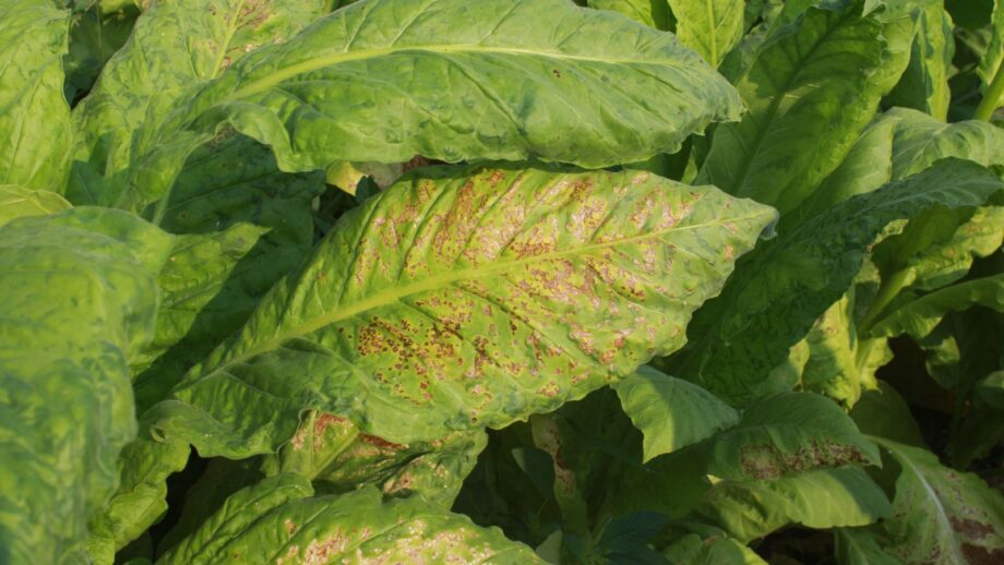 Mosaic Virus Symptoms and Treatment