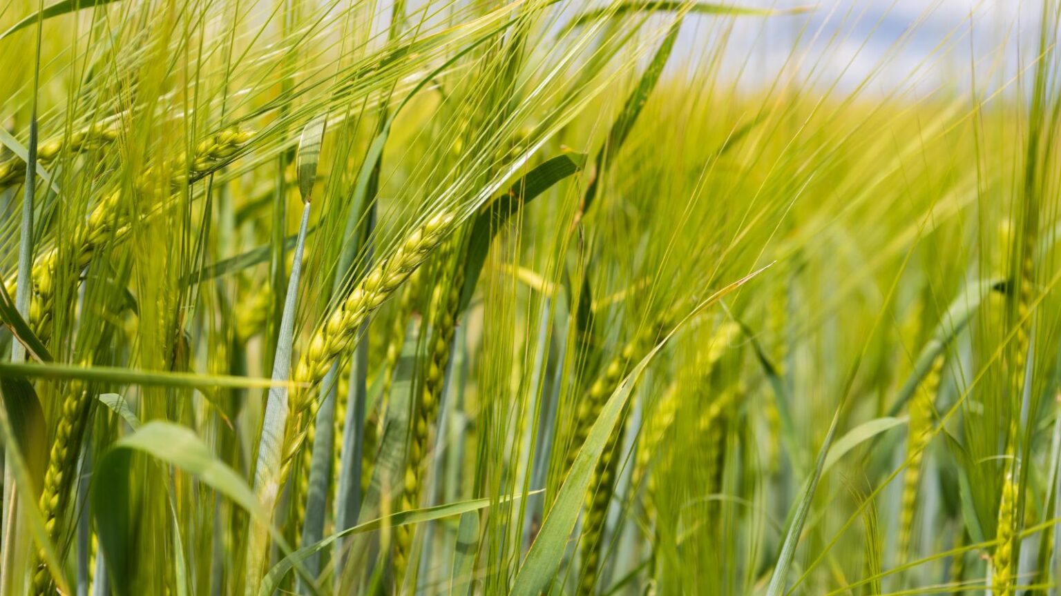 How to Plant, Grow, and Care for Barley