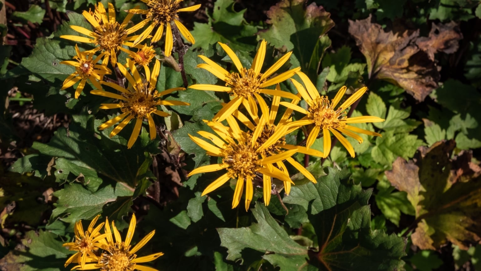 15 Low-Maintenance Plants for Shade Gardens