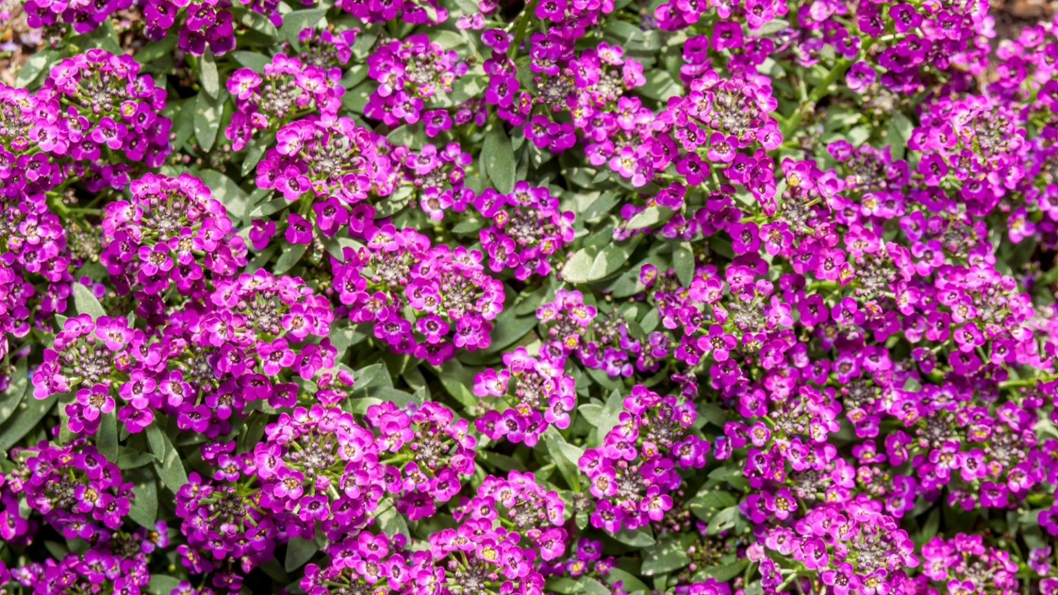 29 Beautiful Heirloom Flowers For Your Garden