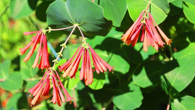 21 Native Wildflowers for Tennessee Gardens