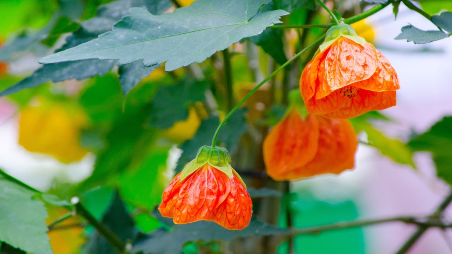How to Plant, Grow, and Care for Flowering Maple Shrubs