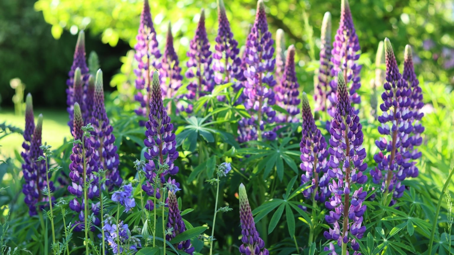 21 Lavender Look-alikes for Your Landscape