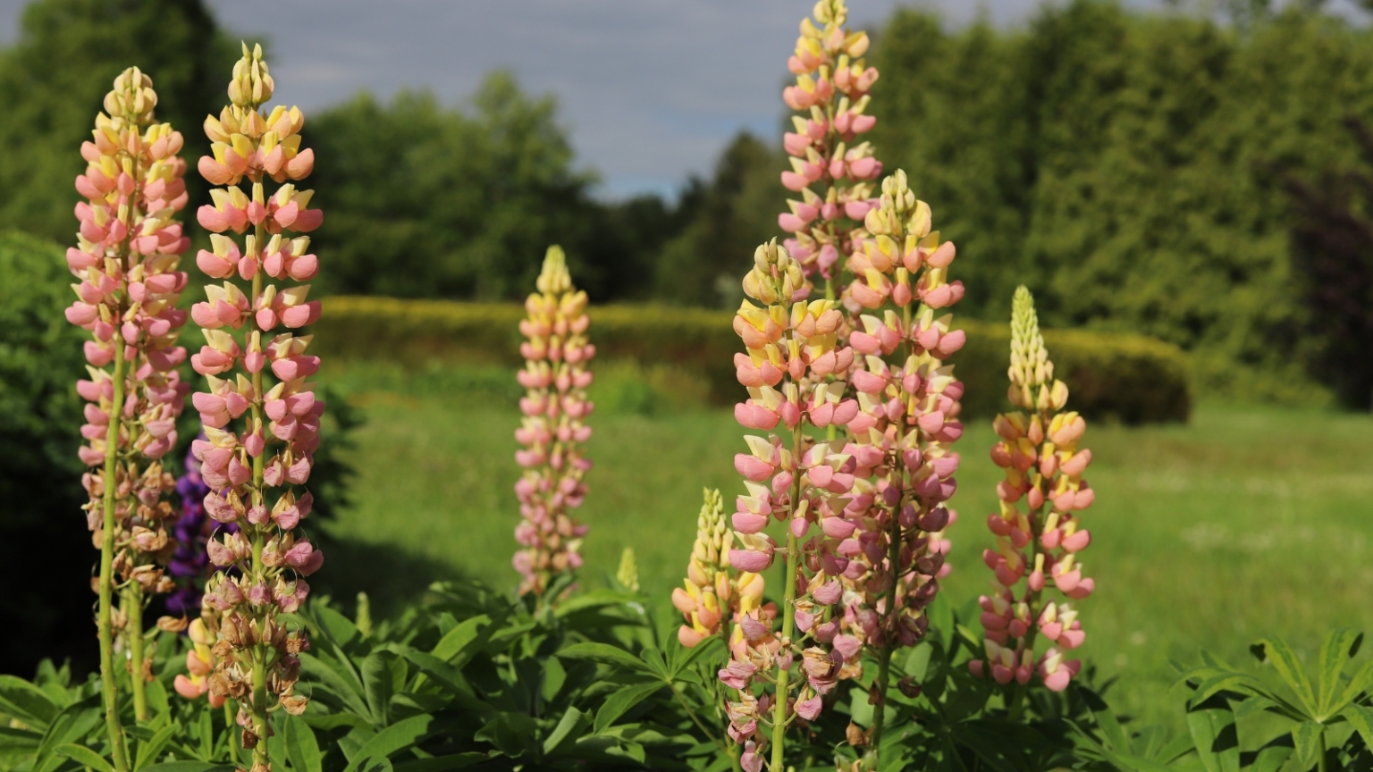 31 Native Plants That Attract Wildlife