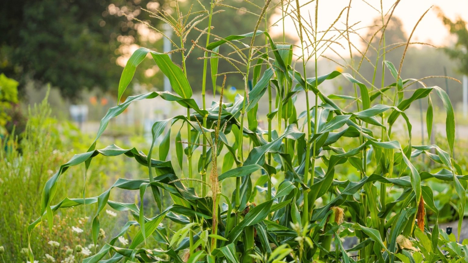 How to Amend and Improve Silty Soil