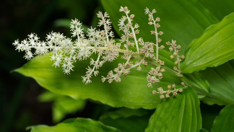 21 Wildflowers Native to Washington State