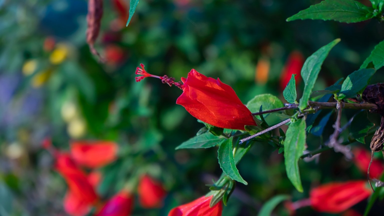 19 Garden Plants That Will Grow in Sun or Shade