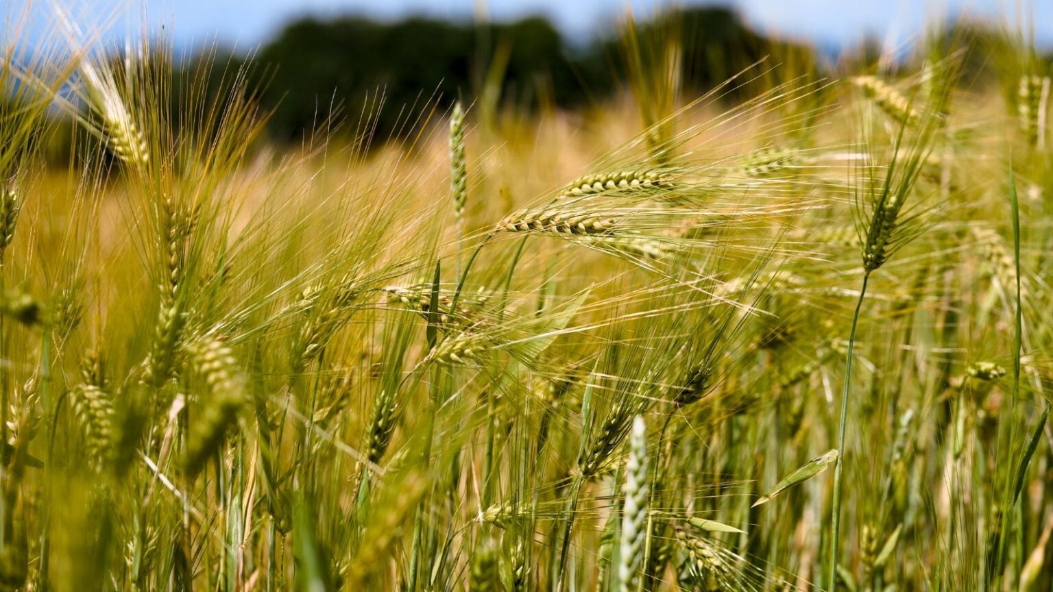 How to Plant, Grow, and Care for Barley