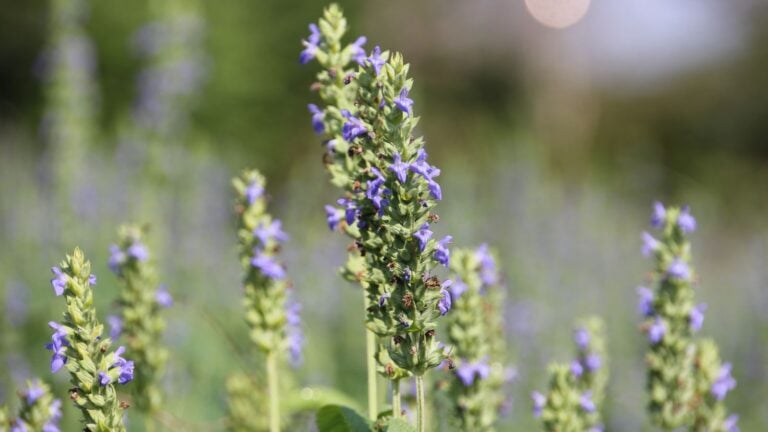 How to Plant, Grow, and Care for Chia