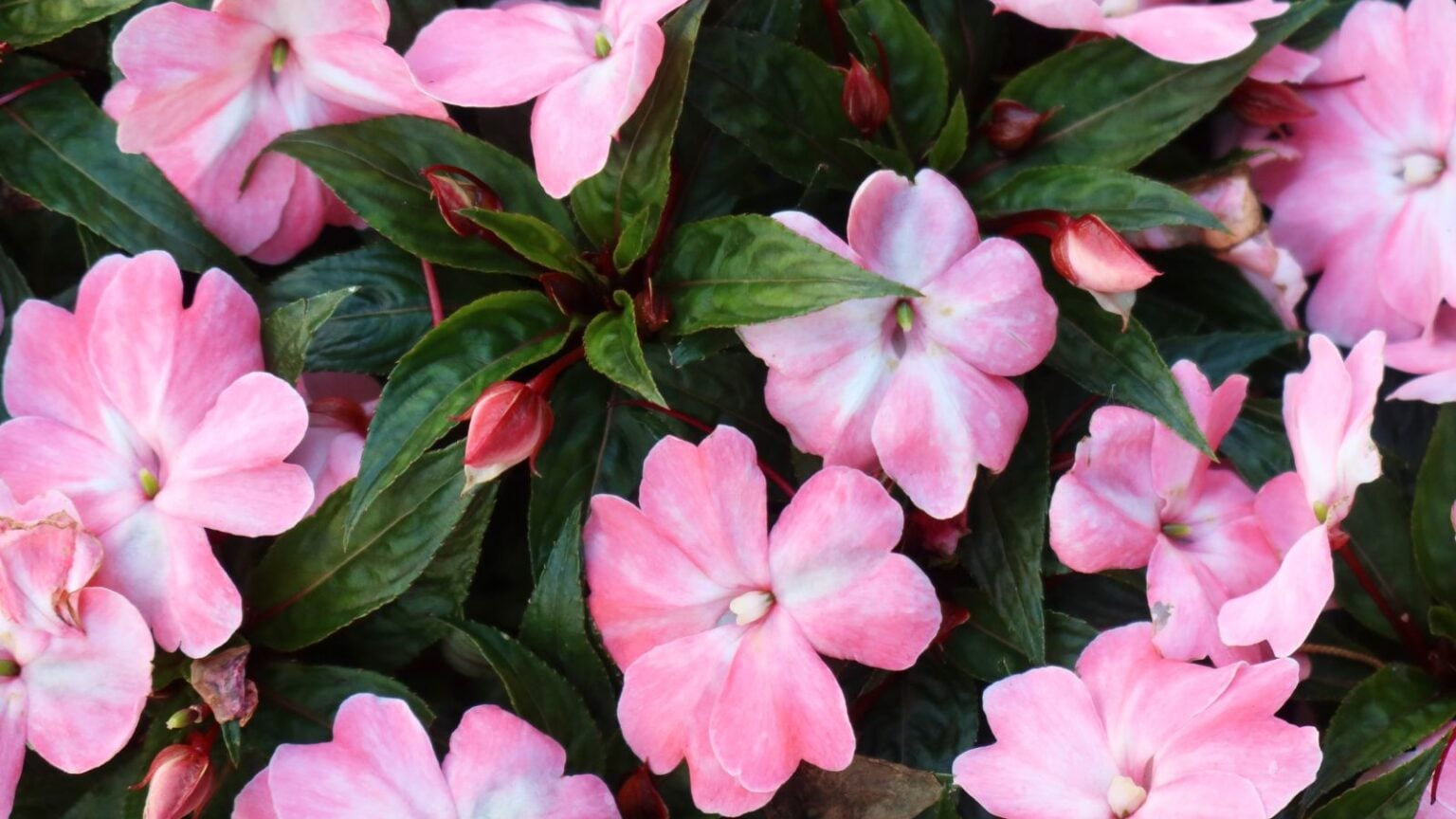 How to Plant, Grow, and Care for New Guinea Impatiens