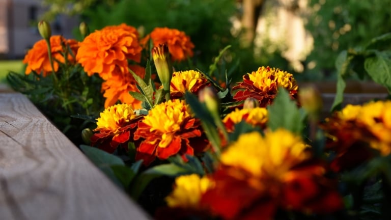 13 Seeds You Should Wait to Start Until Late Spring