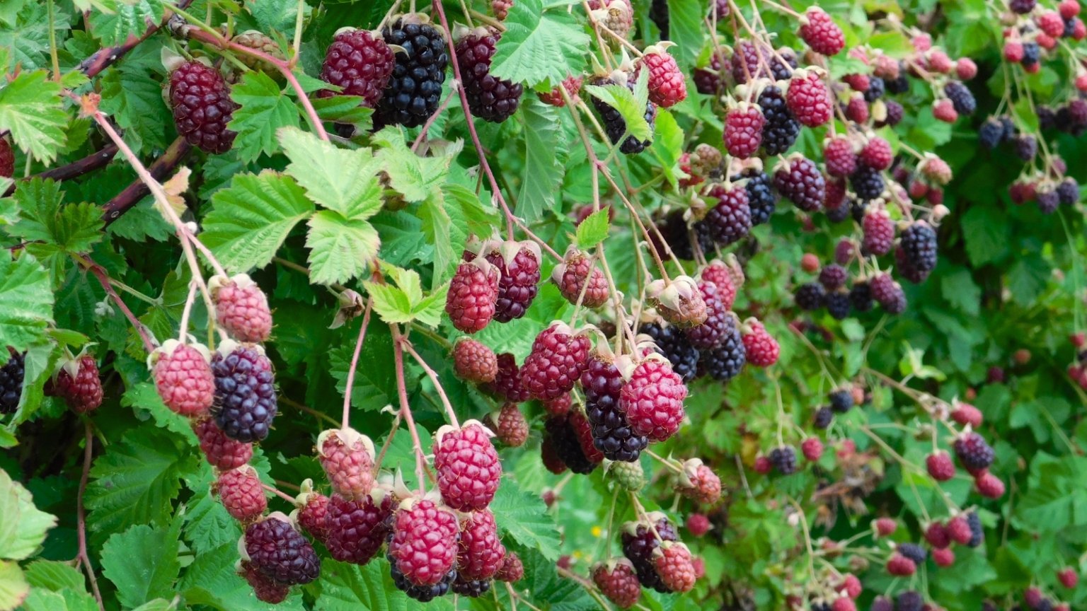 How to Plant, Grow, and Care for Marionberries