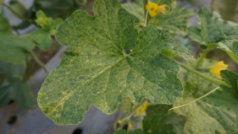 7 Common Watermelon Diseases and How to Treat Them