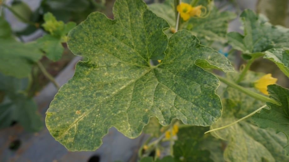 7 Common Watermelon Diseases and How to Treat Them