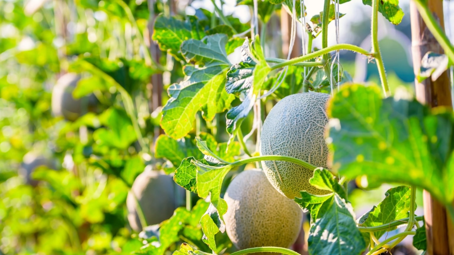 7 Tips for Growing Melons in Raised Beds
