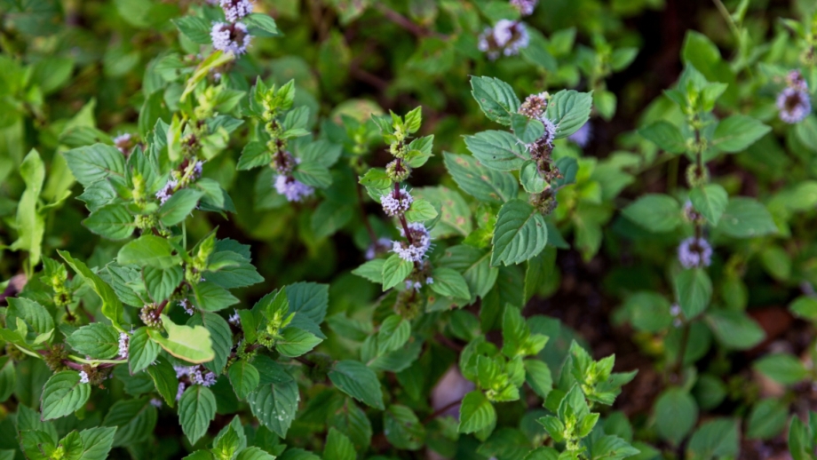 19 Mint Varieties For Your Edible Garden