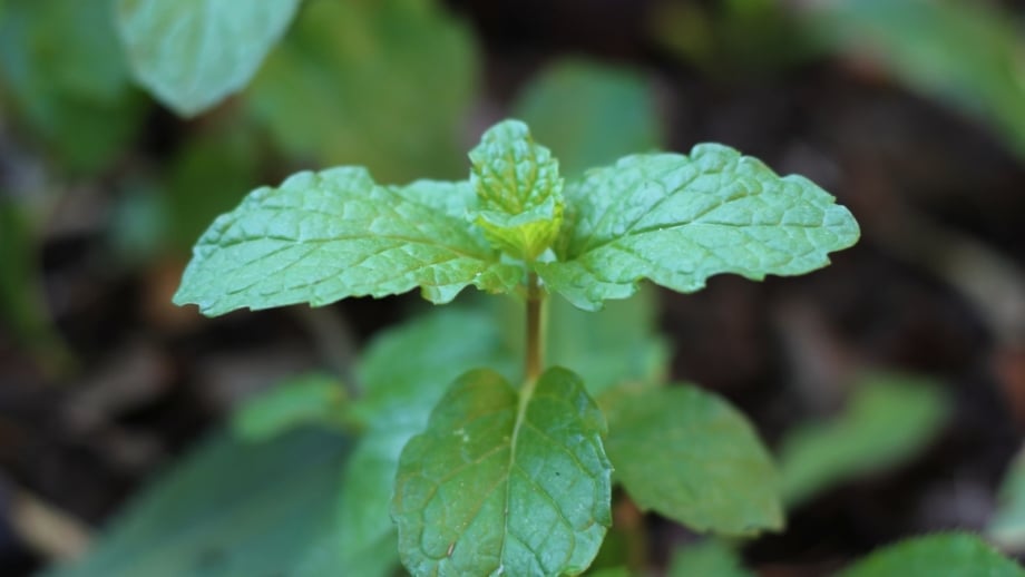 19 Mint Varieties For Your Edible Garden