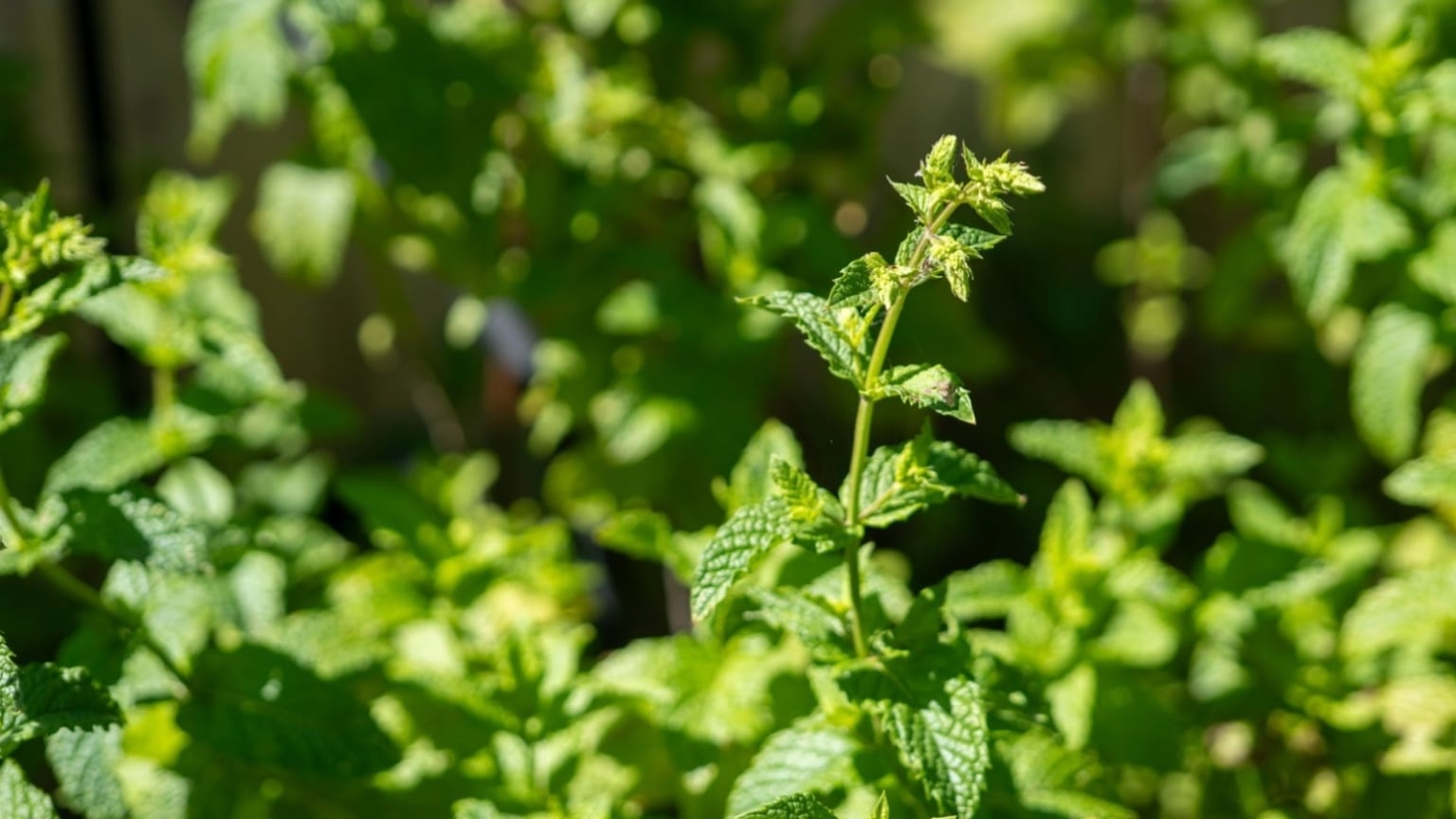 13 Patio Plants That Will Keep Away The Bees