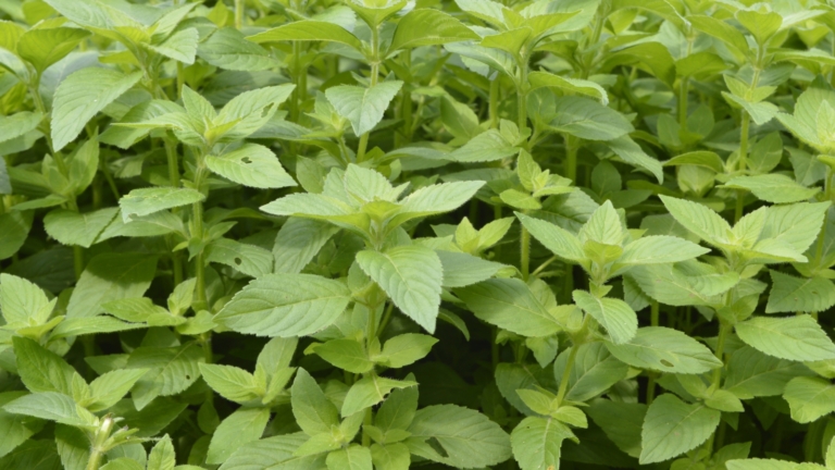 19 Mint Varieties For Your Edible Garden