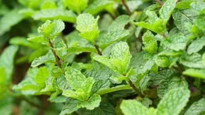 19 Mint Varieties For Your Edible Garden
