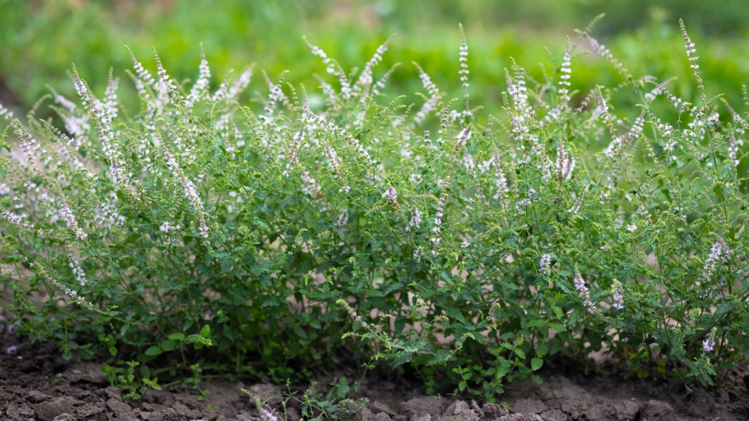 19 Mint Varieties For Your Edible Garden