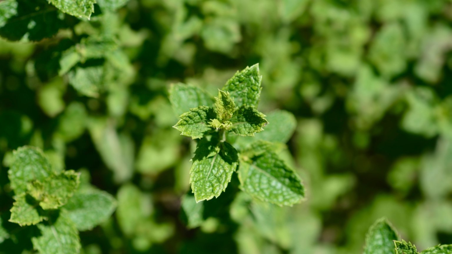 19 Mint Varieties For Your Edible Garden