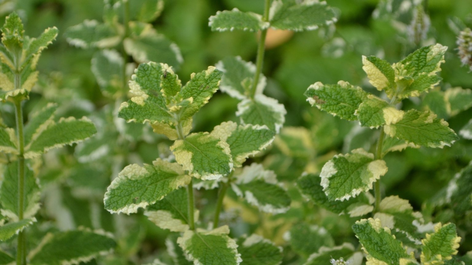 19 Mint Varieties For Your Edible Garden