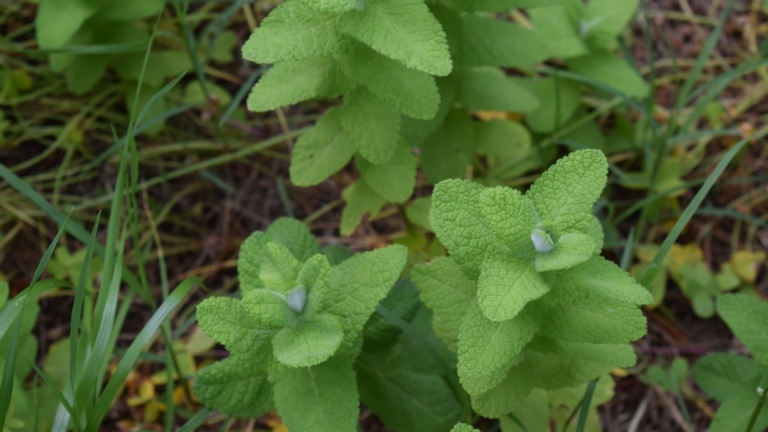 19 Mint Varieties For Your Edible Garden
